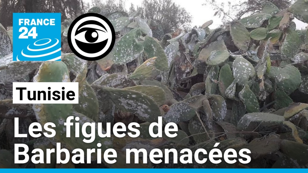 En Tunisie, la cochenille ravage les figues de Barbarie : "c'est un ...