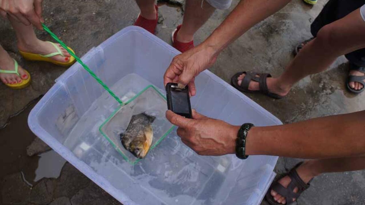 Invasion de piranhas dans une ville du sud de la Chine