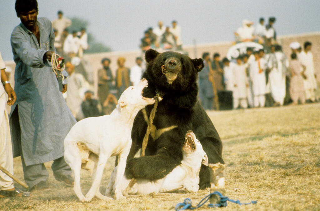 Le combat d’ours, une barbarie toujours en vogue au Pakistan