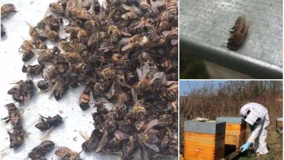 In desperation over dying bees, one beekeeper turned to social media