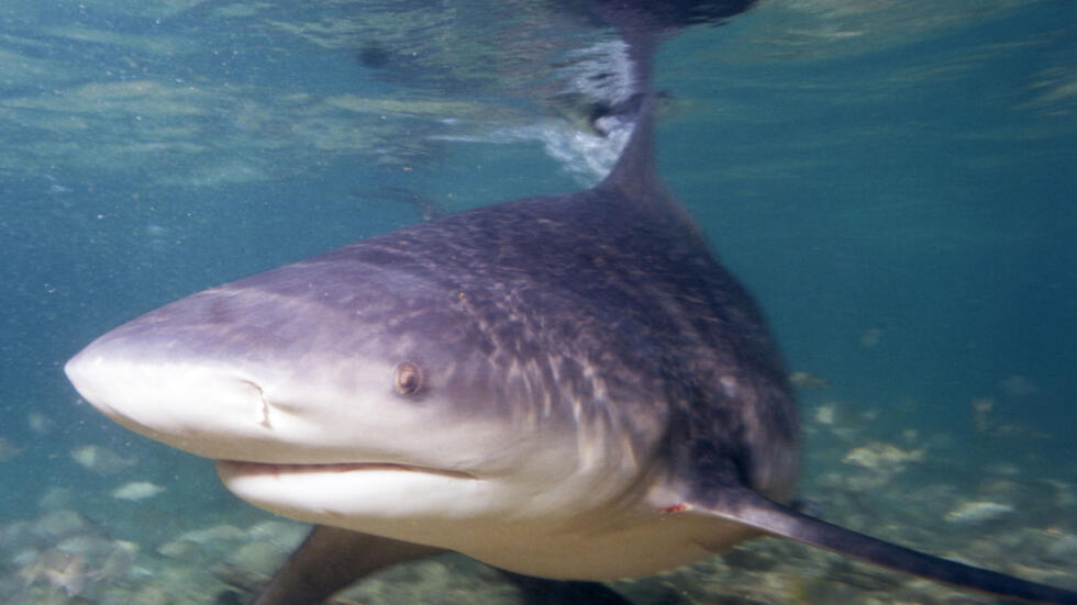 Notre Observateur à La Réunion : "Je ne surfe plus, j’ai la hantise des ...