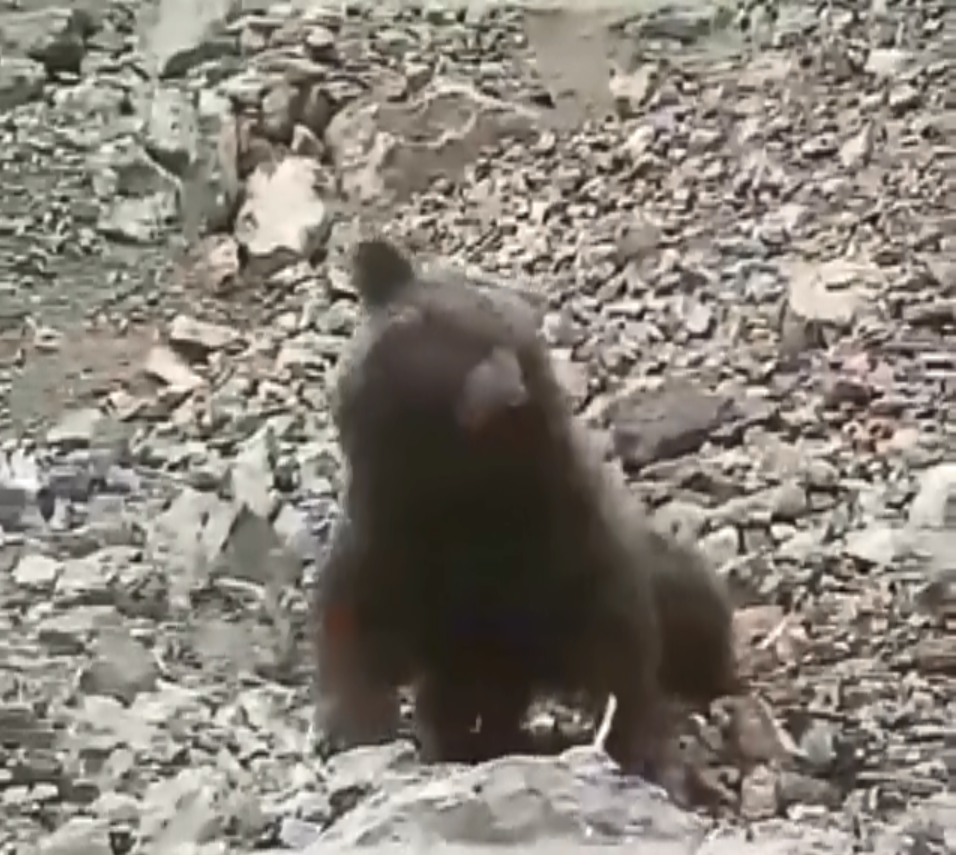 Video of bear cub being stoned to death in Iran sparks outcry