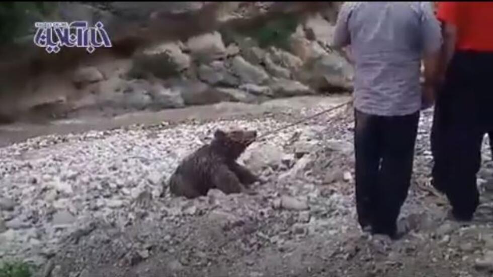Video of bear cub being stoned to death in Iran sparks outcry