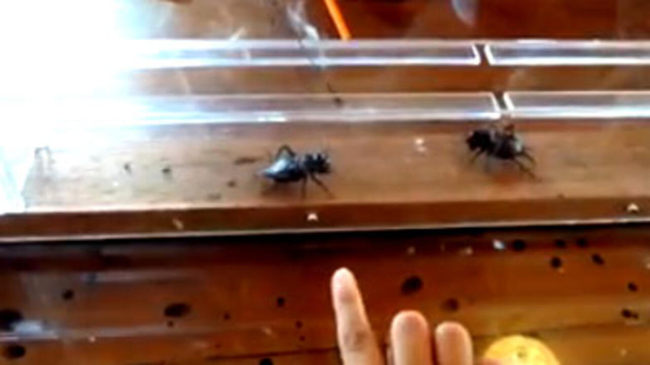 China's cricket fight clubs: a lucrative business