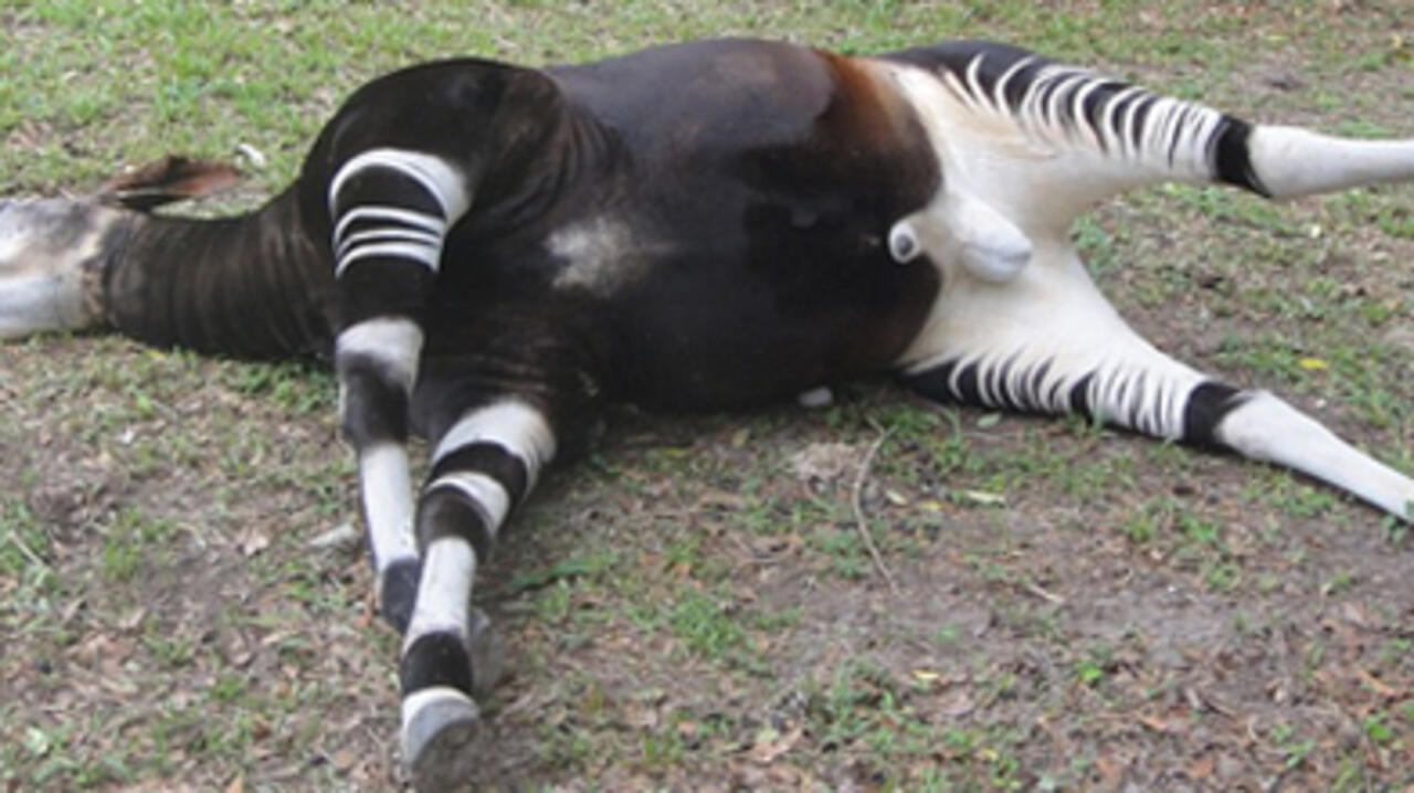 Okapis, gorilles, éléphants : les autres victimes de la guerre dans le ...