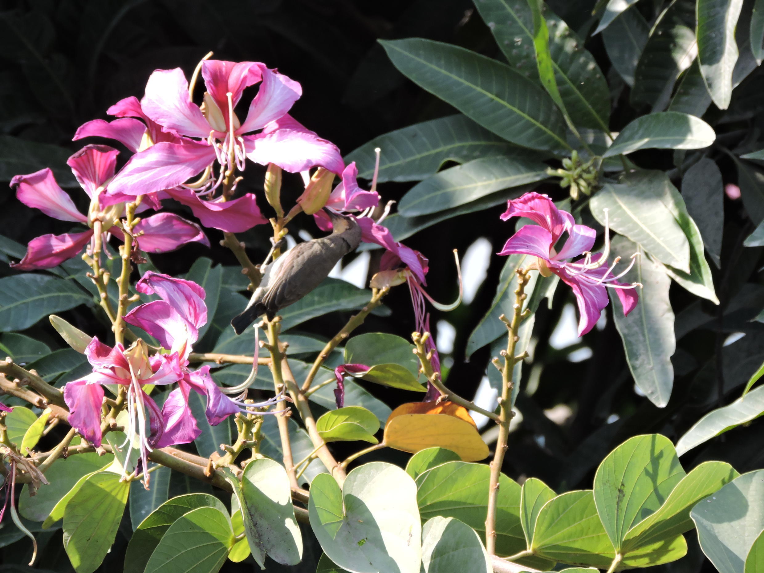 The man planting small forests in India’s urban jungle