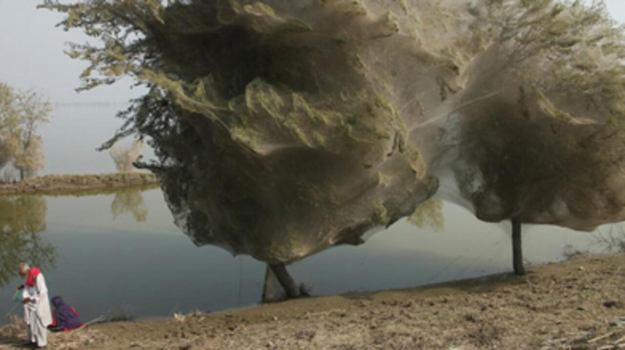 ‘Spider trees’, the ghosts of flooded Pakistan