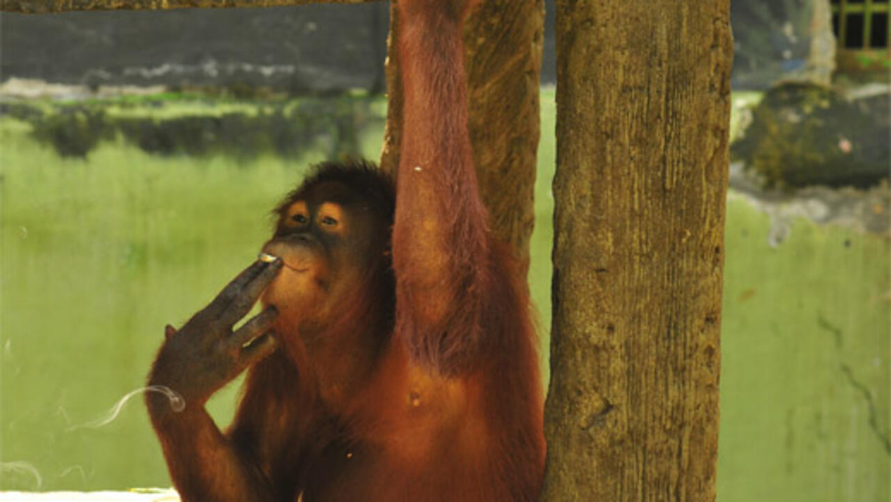 Tori, l’orang-outan accro à la cigarette - Les Observateurs - France 24