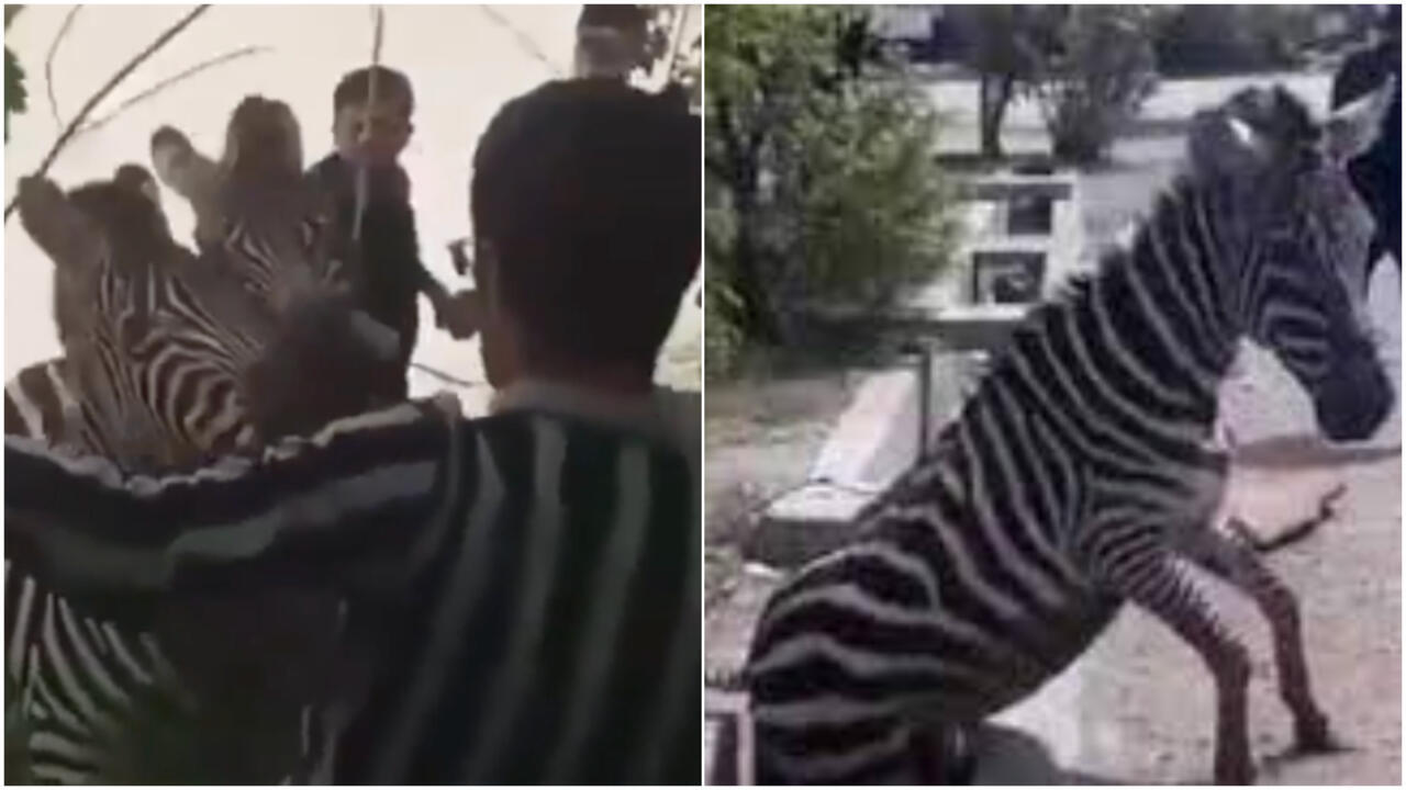 Video of zebras being mistreated during journey to Iranian zoo sparks ...