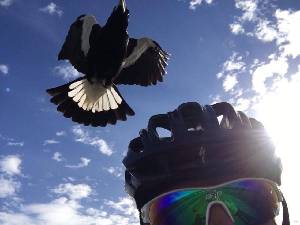 Australia braces for magpie attack season