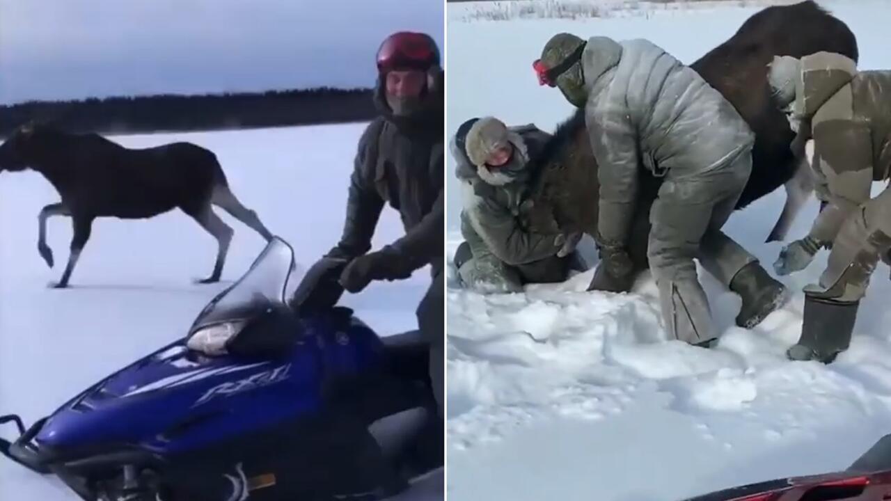 Russian poachers film themselves illegally killing a moose