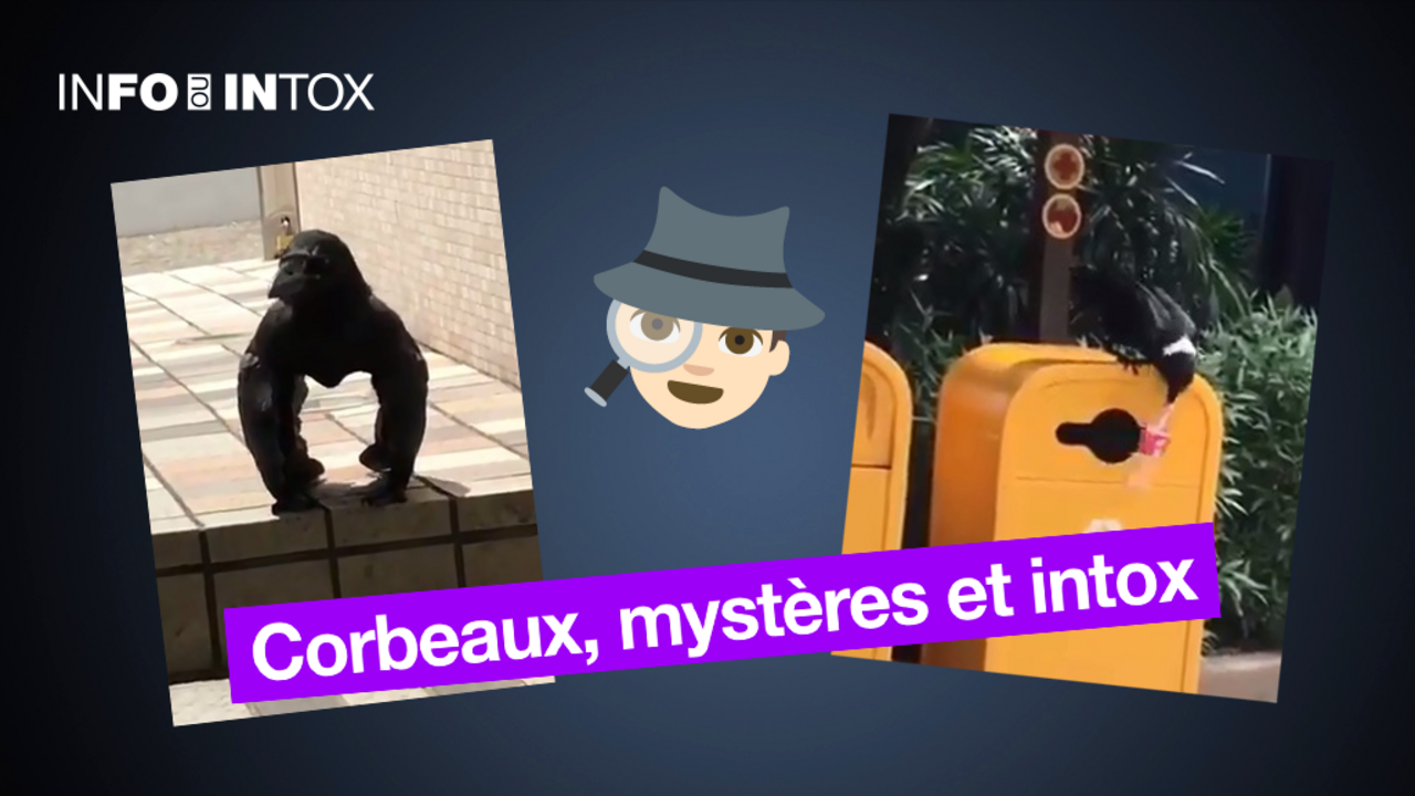 Corbeaux, mystères et intox (INFO ou INTOX S2E6)