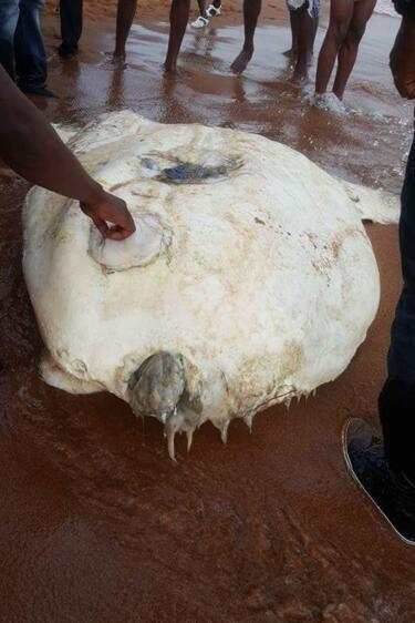 What was this strange fish that washed up in Ivory Coast?