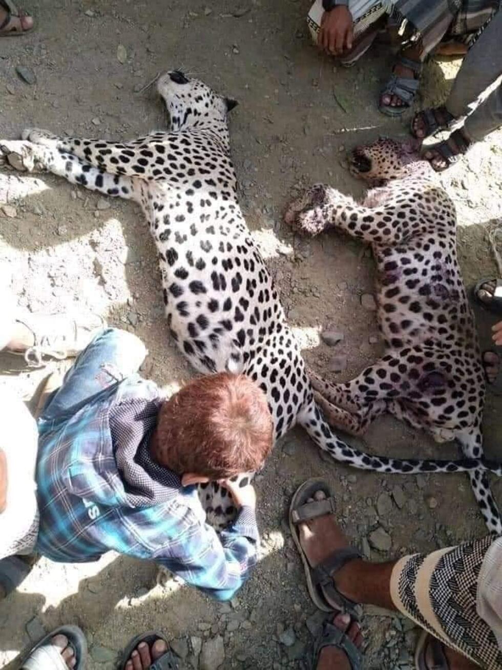Activists enraged as photos emerge of endangered leopards killed in Yemen