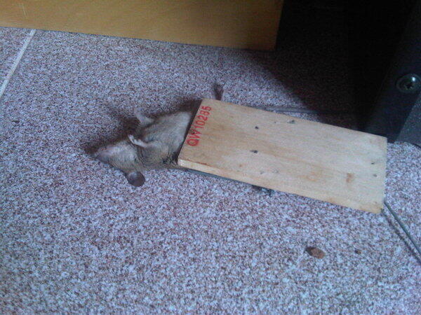 The rat race is on to find New York City subway's 'nastiest' rodent ...