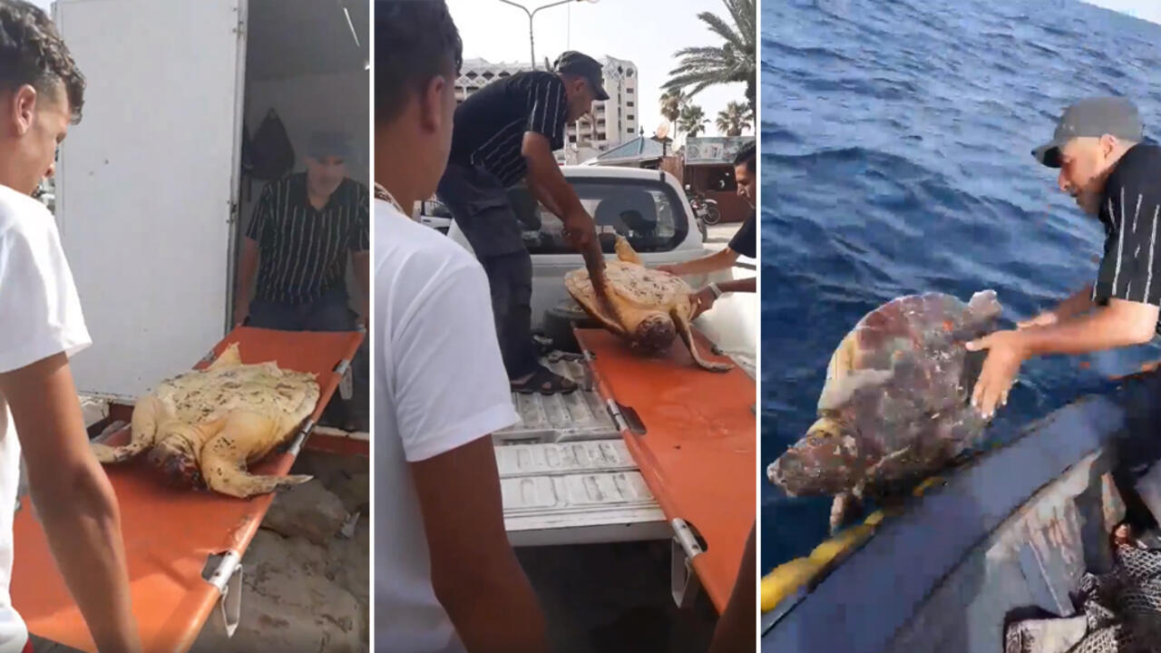 Video: Tunisian fisherman saves a sea turtle from poachers - The ...