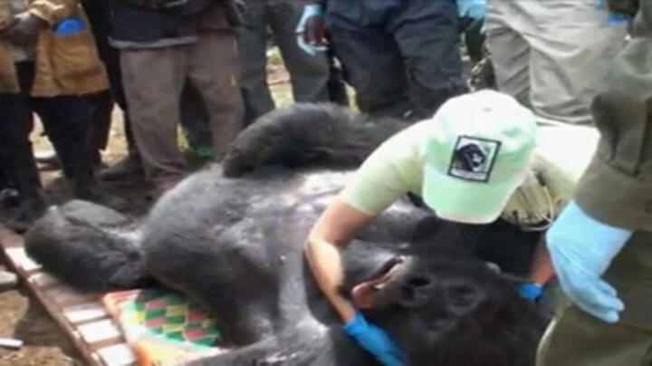 A dramatic gorilla hunt