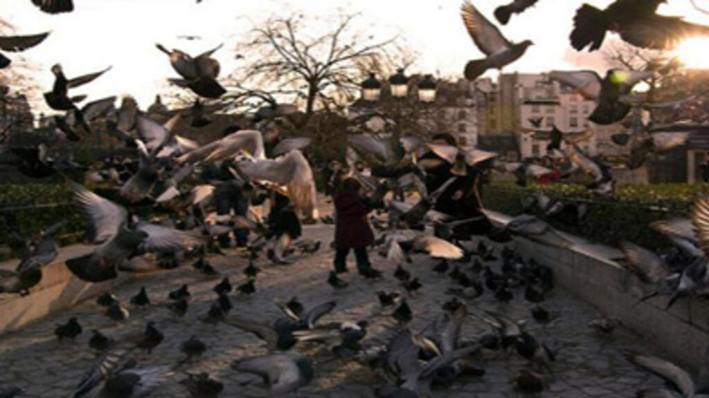 Le pigeon, ennemi numéro un des Parisiens - Les Observateurs - France 24