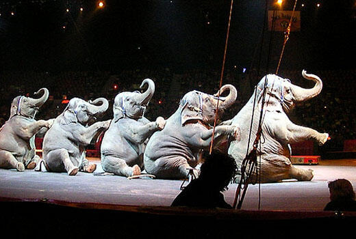 Le cirque : paradis des enfants, enfer des animaux
