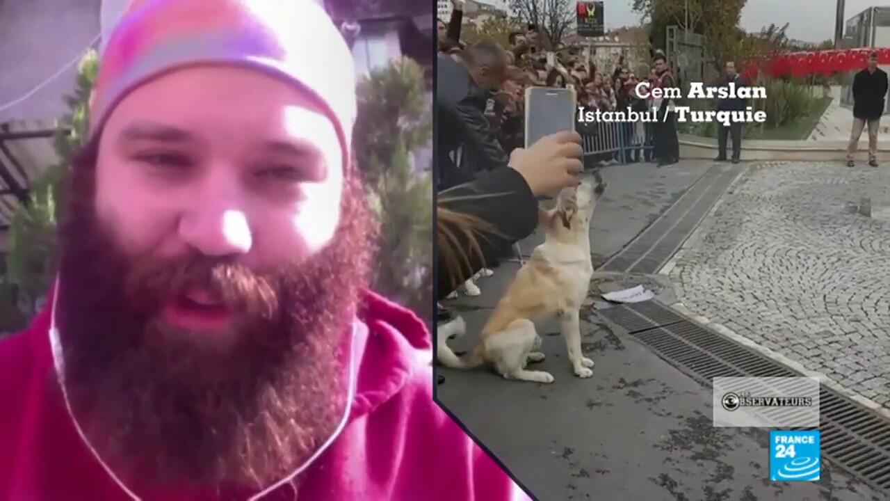 À Istanbul, les chiens de rue "abandonnés à une mort certaine" dans les ...