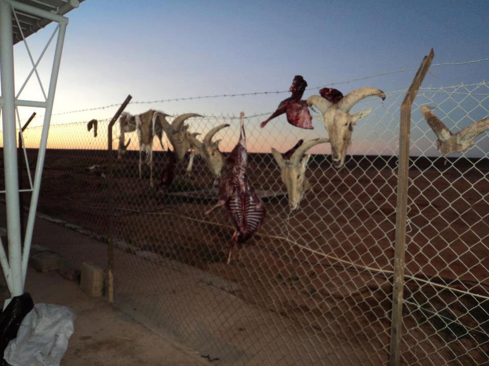 La chasse à la gazelle, nouveau passe-temps des miliciens libyens