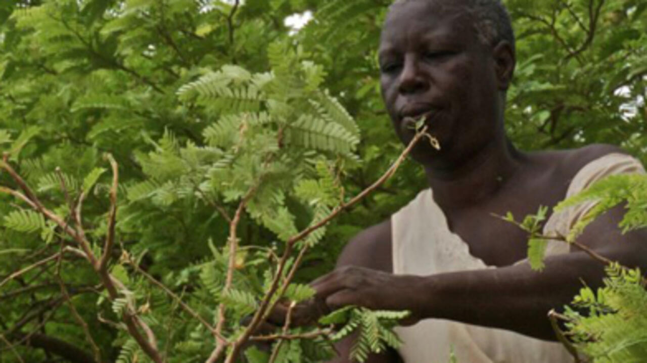 West Africa food shortage: “Some people only have tree leaves to eat ...