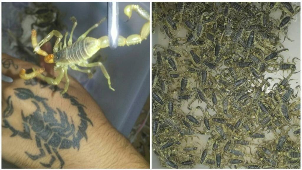 The scam leaving Iranians with thousands of scorpions on their hands